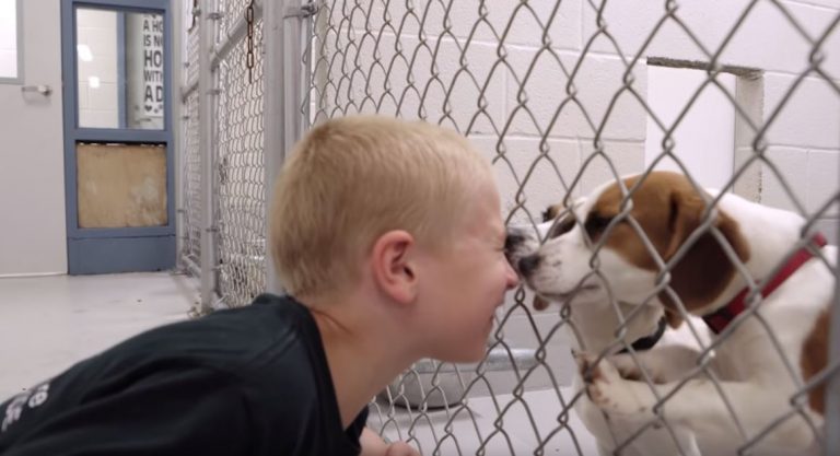 7 Year Old Named ‘Kid Of The Year’ After Rescuing More Than 1,300 Dogs ...